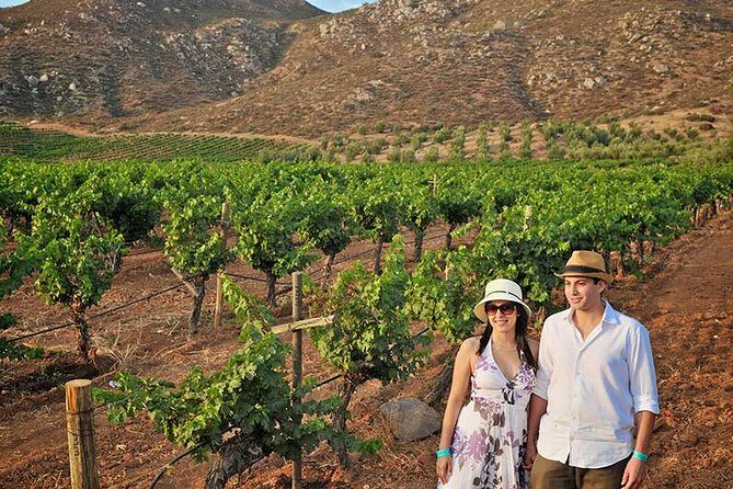 Wine tour valley of guadalupe - Authentic Experiences and Review Highlights