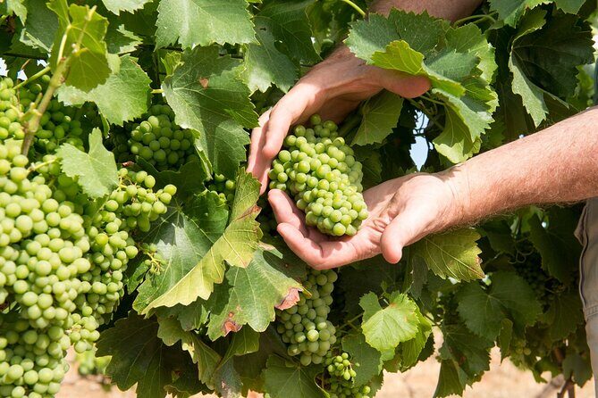 Wines and Whispers:Barossa Valley Private Wine Tour from Adelaide - An In-Depth Look at the Itinerary