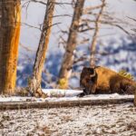 Winter Wildlife Safari: Lamar Valley | Gardiner | PRIVATE + Lunch - Who Is This Tour Best For?