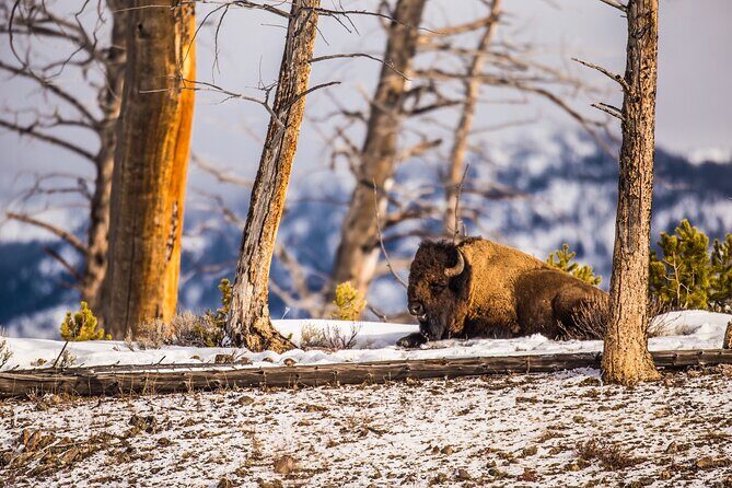 Winter Wildlife Safari: Lamar Valley | Gardiner | PRIVATE + Lunch - Who Is This Tour Best For?