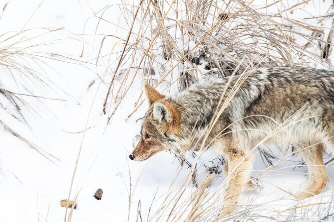 Winter Wildlife Watching Private Tour - Why the Price is Justified