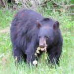 Wolfdog Sanctuary and Banff Day Trip - Whats Included and Whats Not