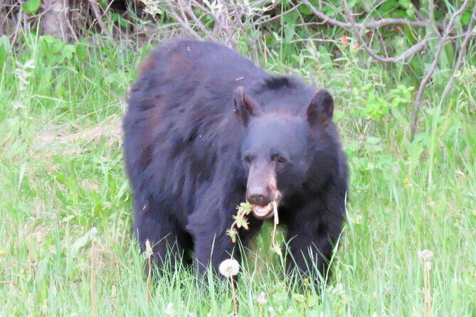 Wolfdog Sanctuary and Banff Day Trip - Whats Included and Whats Not