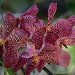 Wonders of Nadi Tour - Hindu Temple, Sleeping Giant Gardens, Markets & Shopping - The Experience Logistics