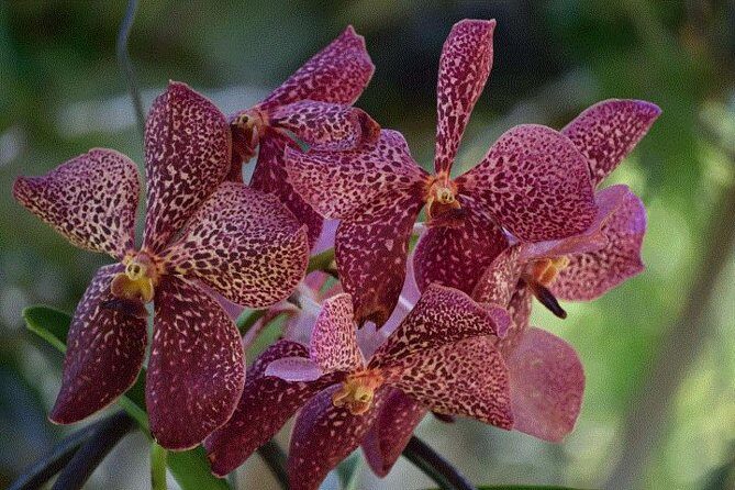 Wonders of Nadi Tour - Hindu Temple, Sleeping Giant Gardens, Markets & Shopping - The Experience Logistics