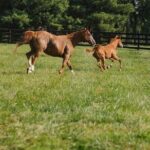 Woodford Reserve, Kismet Thoroughbred Farm & Whiskey Thief - Practical Tips for Future Travelers