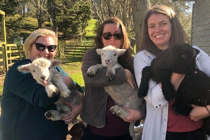 Wool Sheep Farm Experience with Handmade Wool Hat in New Zealand - What To Expect: Step by Step