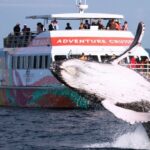 World class Whale Watching from Hervey Bay - What Reviewers Love Most