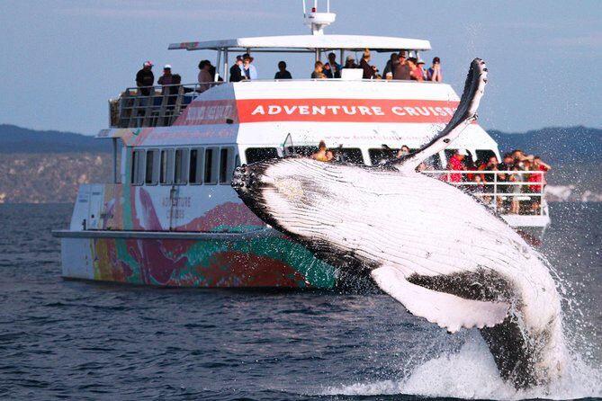 World class Whale Watching from Hervey Bay - What Reviewers Love Most