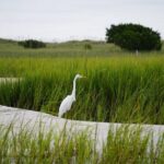 Wrightsville BirdWatching Cruise - FAQs