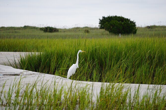 Wrightsville BirdWatching Cruise - FAQs