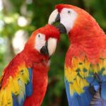 Xcaret Plus Tour & Swim in the Underground River only from Tulum - FAQ