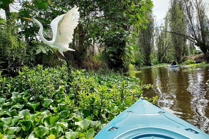 Xochimilco Canals by Kayak - Exploring Hidden Corners