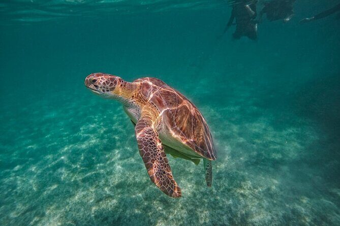 Yalku lagoon and turtles akumal sanctuary - Authentic Underwater Encounters in a Natural Setting