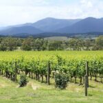 Yarra Valley Wine Day Tour - Authentic Insights from Reviewers