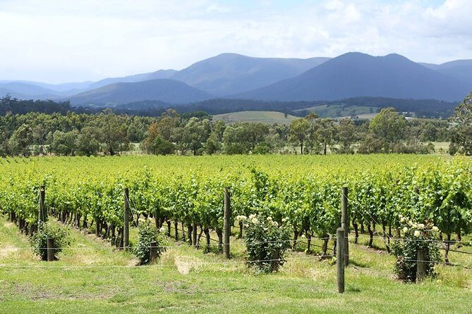 Yarra Valley Wine Day Tour - Authentic Insights from Reviewers