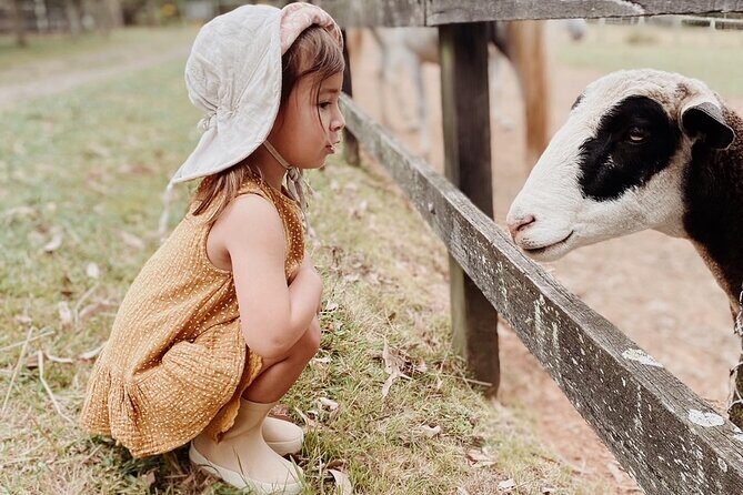 Yarramalong Valley Horse Farm Tours - The Animal Encounter