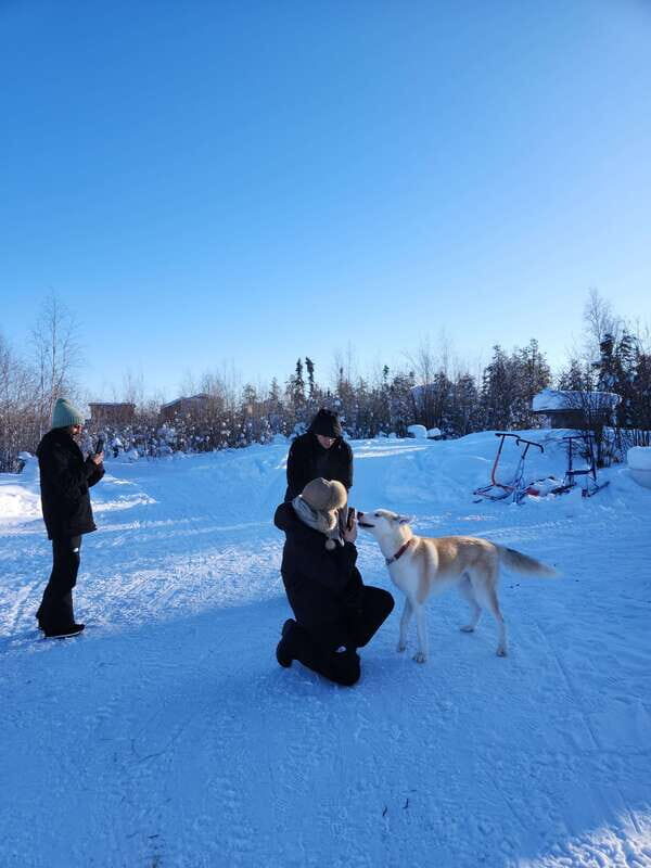 Yellowknife: Dog Sledding Tour - Review Highlights from Participants
