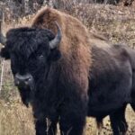 Yellowknife: Wild Bison Highway Tour - Who Might Want to Think Twice
