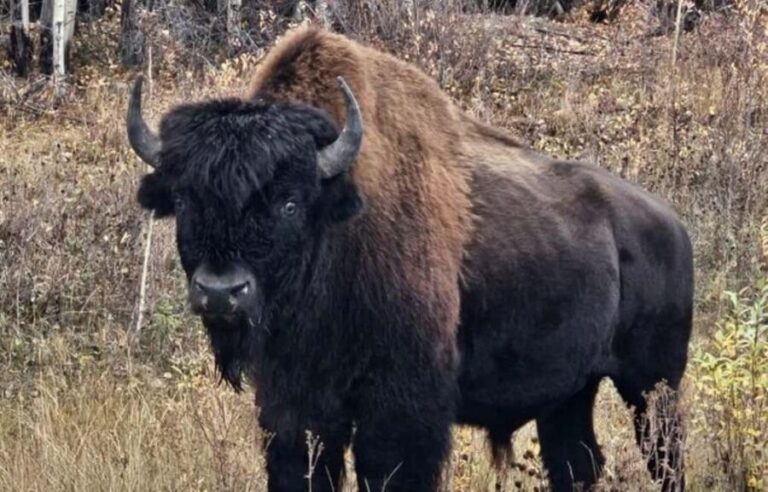 Yellowknife: Wild Bison Highway Tour - Who Might Want to Think Twice