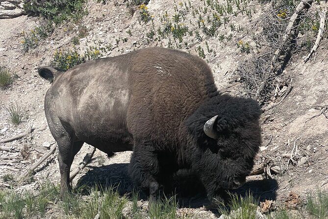Yellowstone Bus Tour - Grand Prismatic Spring