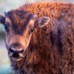 Yellowstone Day Adventure - Who Should Book This Tour?