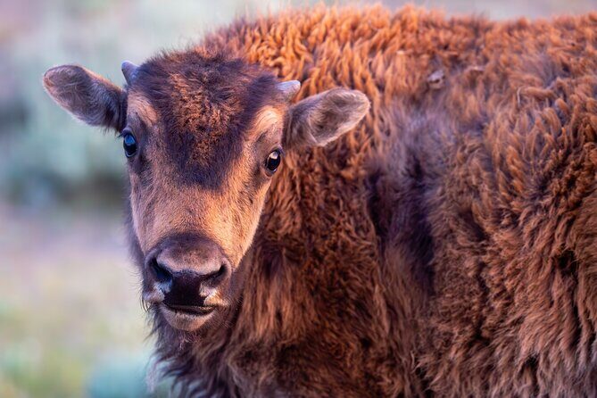 Yellowstone Day Adventure - Who Should Book This Tour?