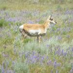 Yellowstone Hidden Gems Hiking Tour West Yellowstone - Practical Details and Value