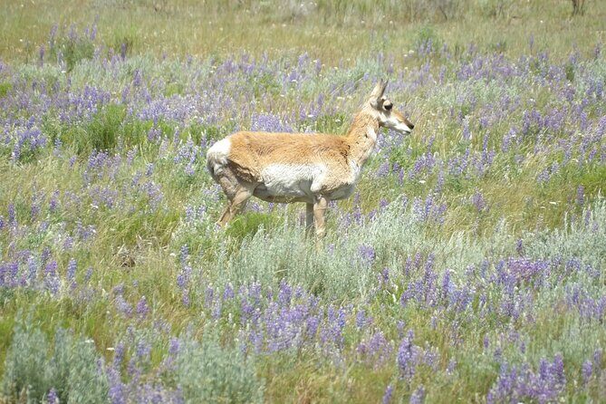 Yellowstone Hidden Gems Hiking Tour West Yellowstone - Practical Details and Value