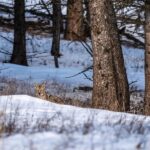 Yellowstone National Park: 3 Day Wildlife Photography Tour - Day-by-Day Breakdown: What the Tour Looks Like