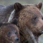 Yellowstone National Park Group Tour - The Itinerary in Detail