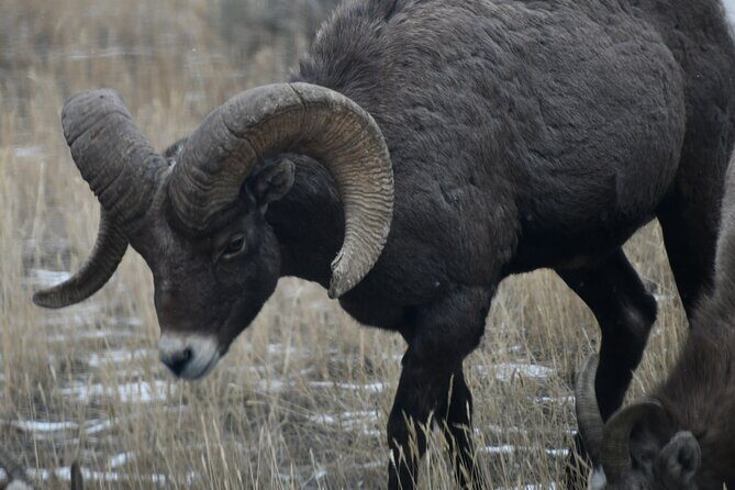 Yellowstone Park Private Day Trip from Big Sky - Full or Half Day - What Travelers Say