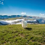 Yellowstone's Lamar Valley & Picnic Private Tour + Wildlife Guide - What’s Included and What’s Not