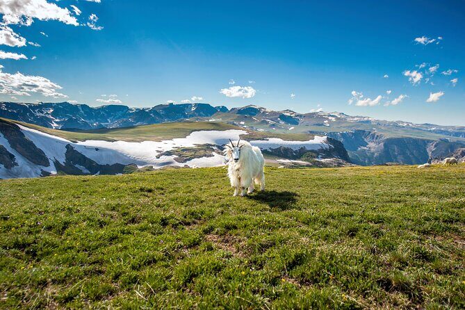 Yellowstone's Lamar Valley & Picnic Private Tour + Wildlife Guide - What’s Included and What’s Not