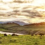Yellowstone's Lamar Valley & Picnic With Wildlife Guide - The Practicalities: What to Expect