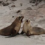 You choose the itinerary Dunedin, Full day, 6hrs - FAQs About the Dunedin Private Tour