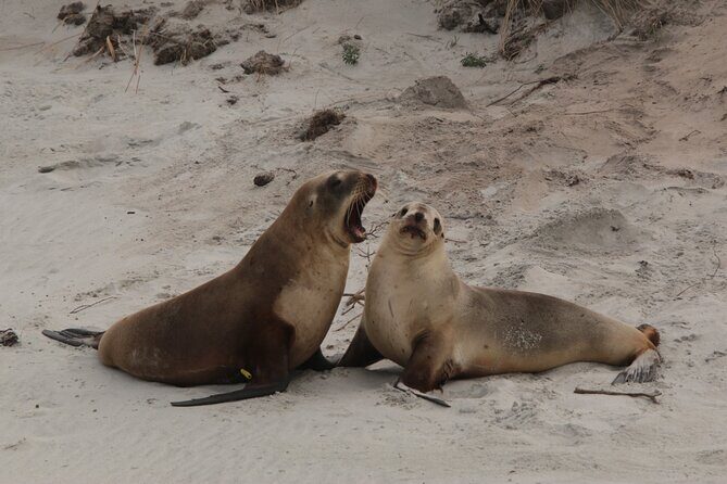 You choose the itinerary Dunedin, Full day, 6hrs - FAQs About the Dunedin Private Tour