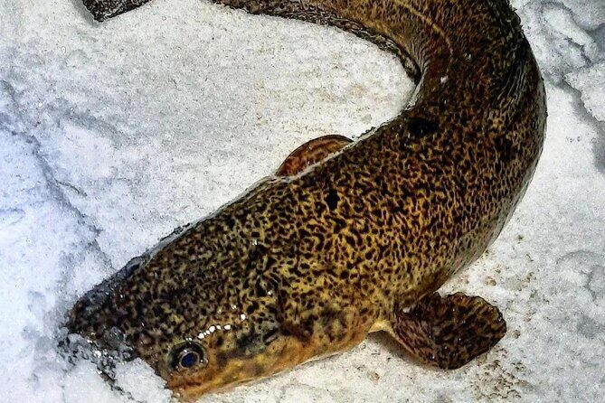 Yukon Icefishing and Aurora Viewing Combo Trip - Practical Details & Value