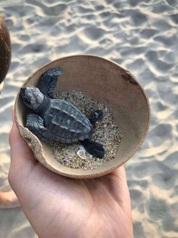Zihuatanejo, Guerrero: Turtle Release Experience - What to Expect from the Turtle Release Experience