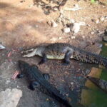 Zihuatanejo: Snorkeling Trip to Ixtapa Island with Lunch - The Sum Up: Is This Tour Worth It?