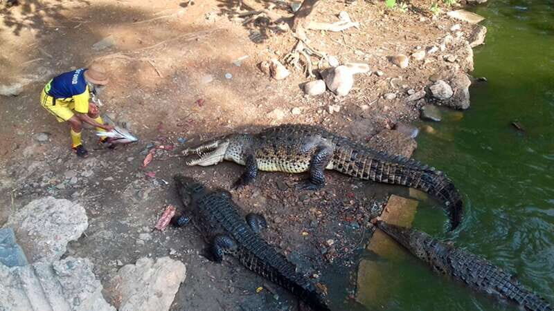 Zihuatanejo: Snorkeling Trip to Ixtapa Island with Lunch - The Sum Up: Is This Tour Worth It?