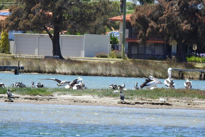 1 Hour Deluxe Scenic Dolphin Cruise - Authentic Review Insights