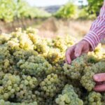 1 Hour Wine tasting at Ross Hill Wines in Orange NSW - The Setting and Views