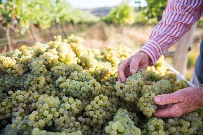 1 Hour Wine tasting at Ross Hill Wines in Orange NSW - The Setting and Views