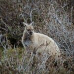 2 day Cradle Mountain and Wineglass Bay - Day 1: From Hobart to Cradle Mountain and Sheffield