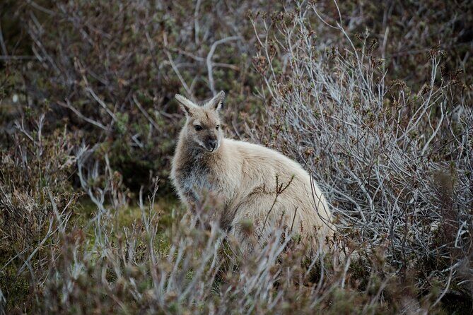 2 day Cradle Mountain and Wineglass Bay - Day 1: From Hobart to Cradle Mountain and Sheffield