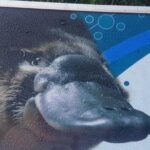 2 Day Great Ocean Road Tour and Platypus paddle - How the Experience Comes to Life