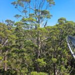 2 Day Tour Busselton Jetty, Ngilgi Cave to Valley of the Giants - Exploring Busselton Jetty: A Coastal Wonder