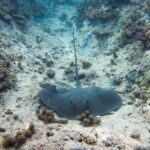 3h dolphin and snorkeling tour in a wild lagoon with Mobydick - Why This Tour Offers Good Value