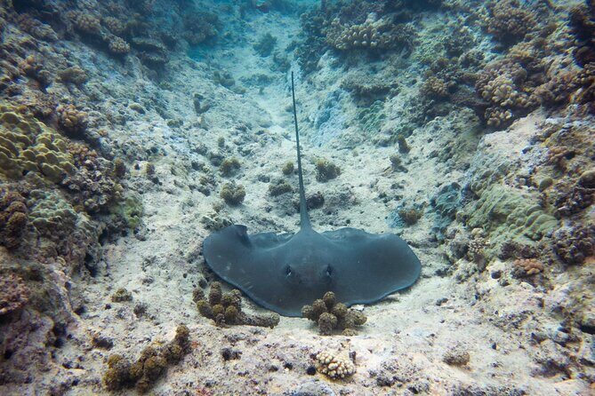 3h dolphin and snorkeling tour in a wild lagoon with Mobydick - Why This Tour Offers Good Value